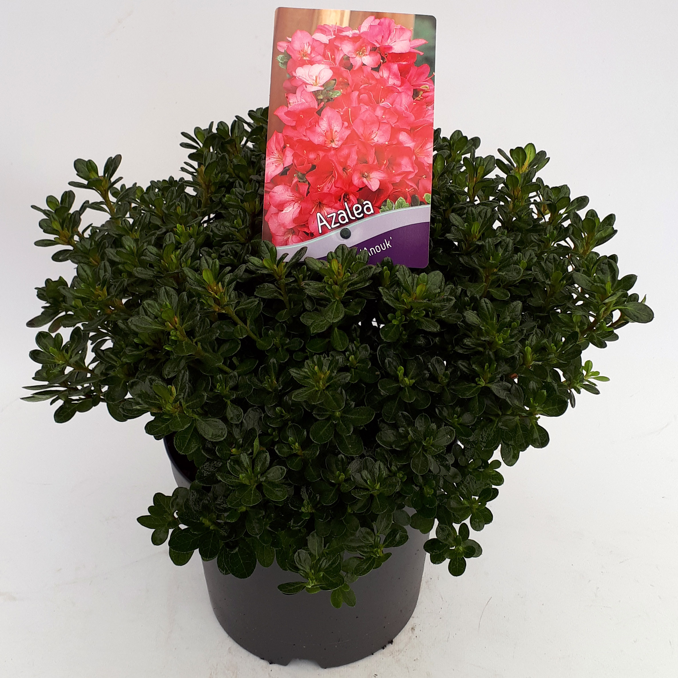 Azalea jap. ''Anouk'' - Van Acht Potcultures