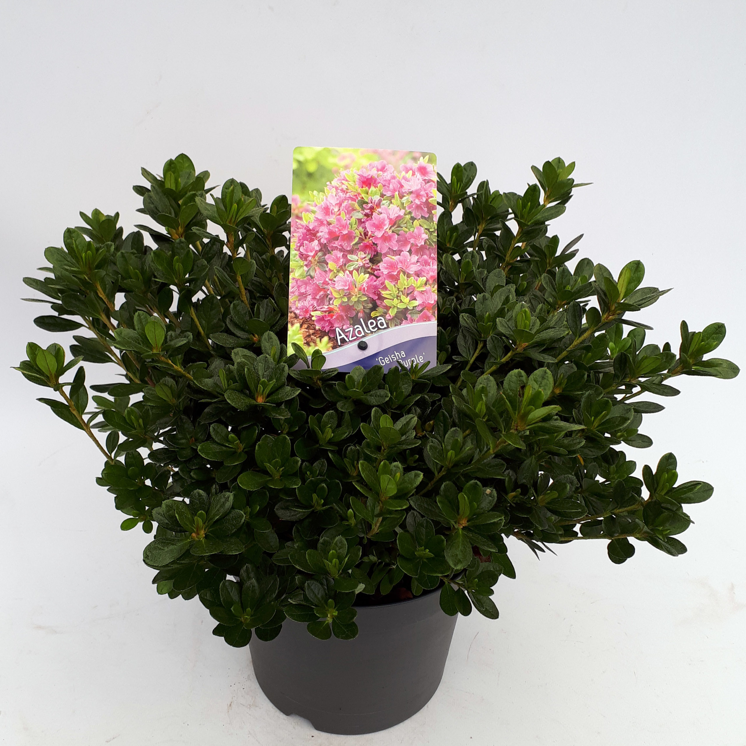 Azalea jap. ''Geisha Purple'' - Van Acht Potcultures