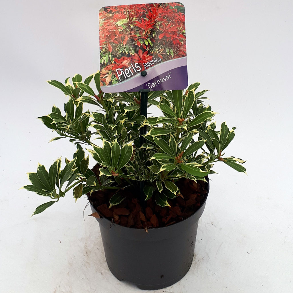 Pieris japonica ''Carnaval'' - Van Acht Potcultures