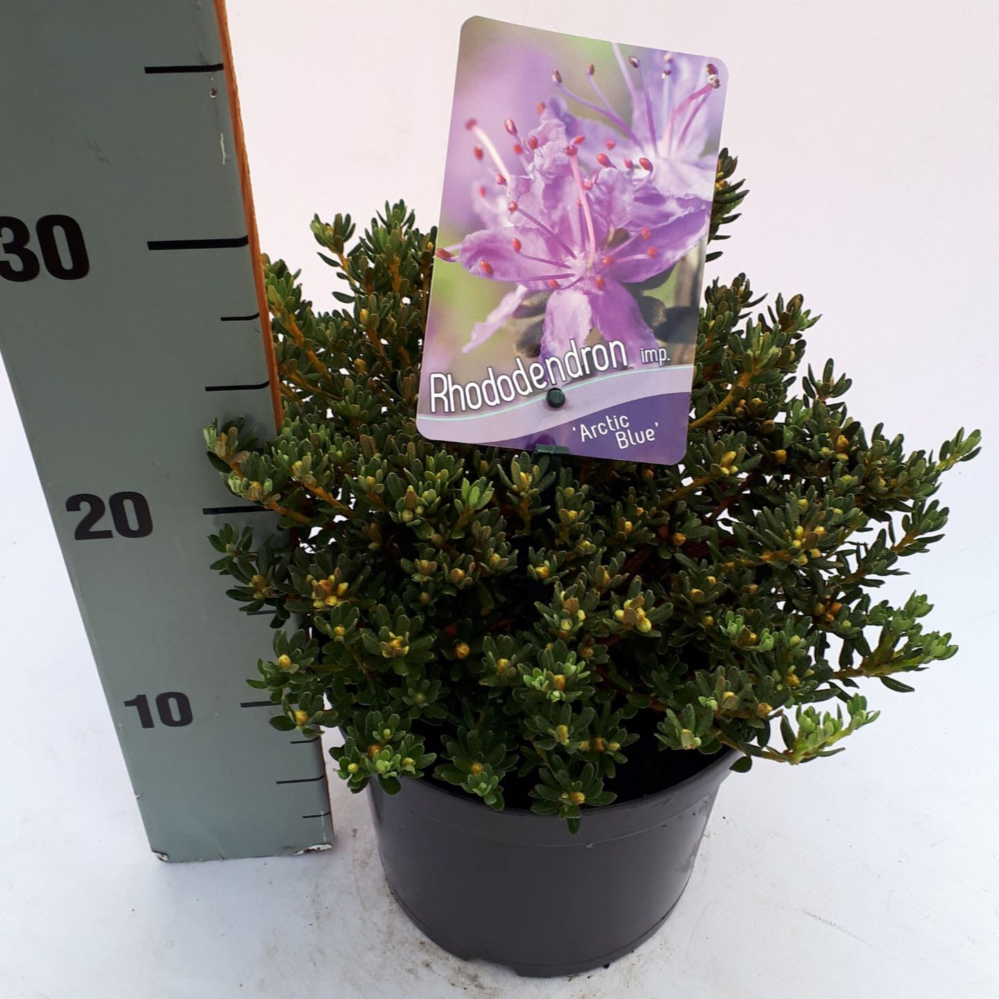 Rhododendron imp. ''Arctic Blue'' - Van Acht Potcultures