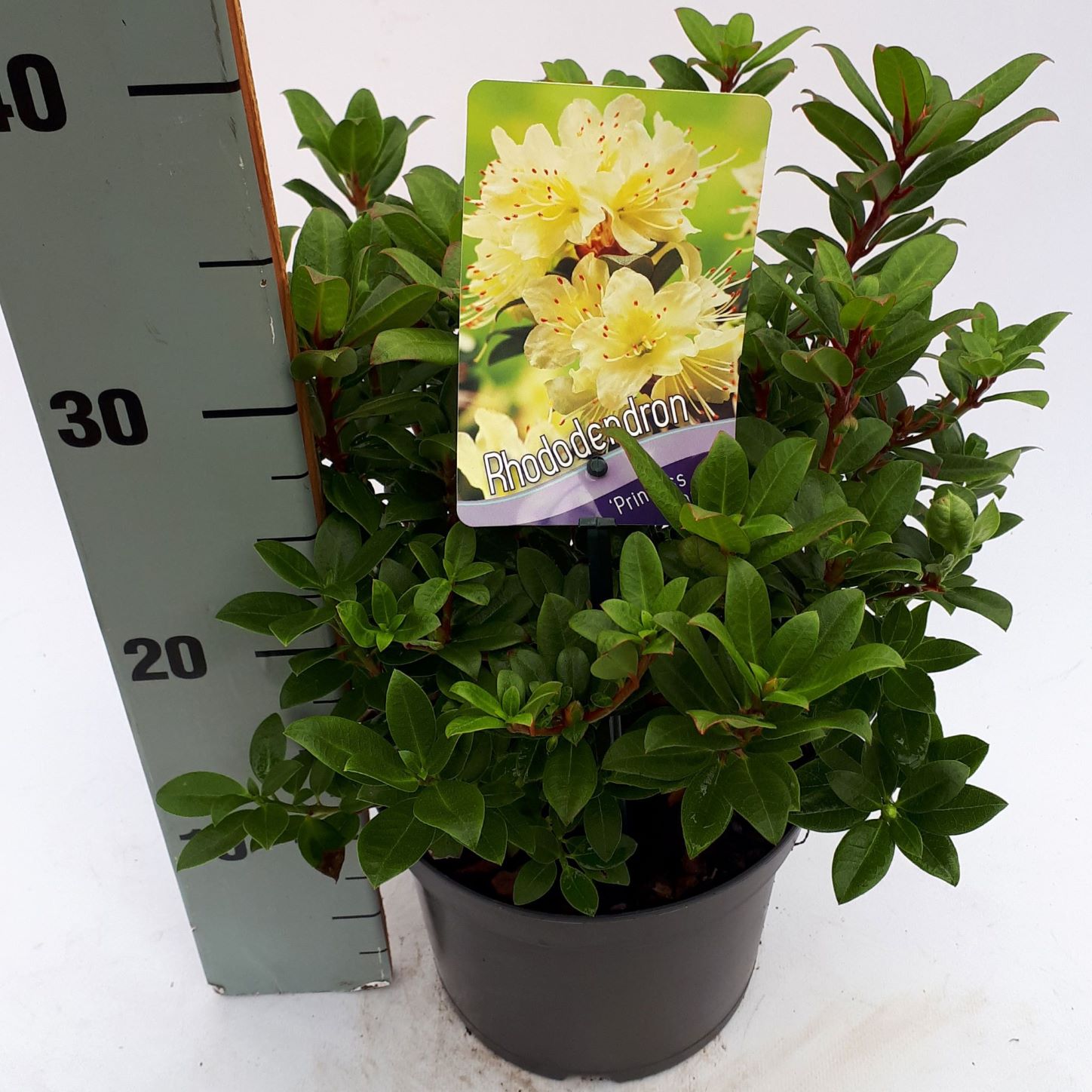 Rhododendron ''Princes Ann'' - Van Acht Potcultures